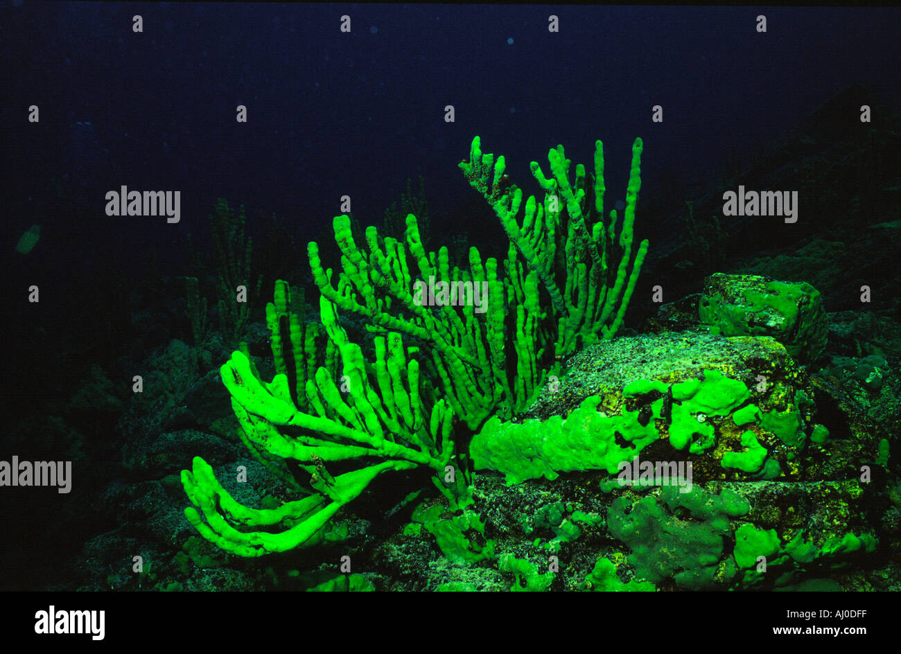 Baikal sponge hi-res stock photography and images - Alamy