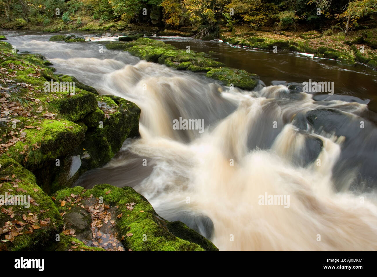The Strid, River Wharfe, North Yorkshire Stock Photo - Alamy