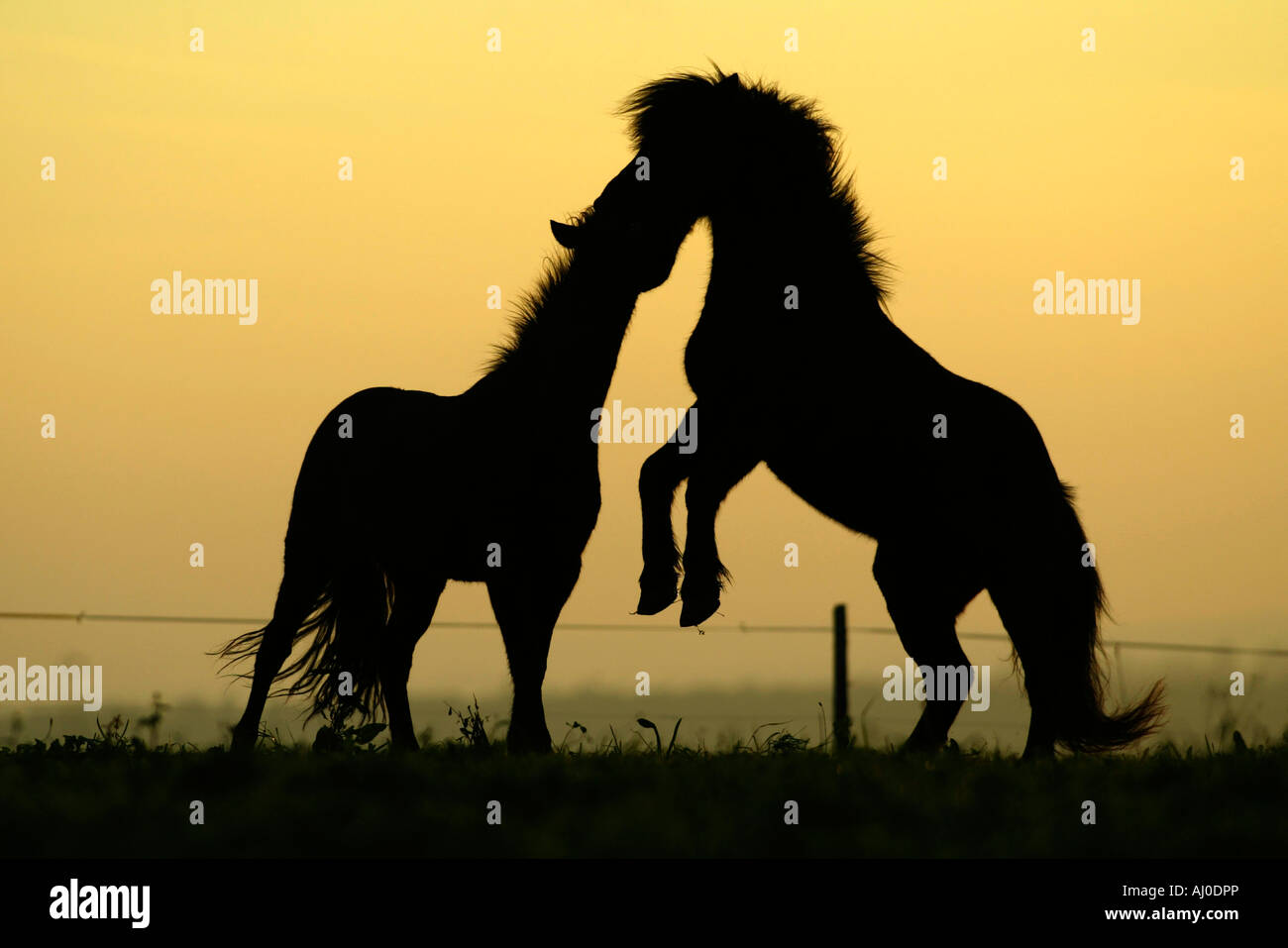 Icelandic Horse Islandpferd Islandpony Stock Photo - Alamy