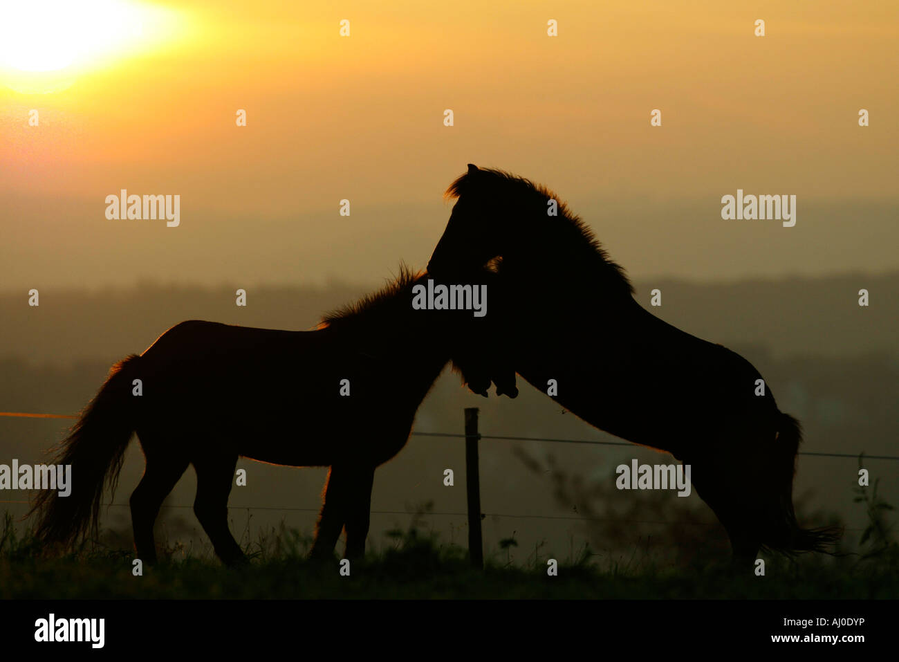Icelandic Horse Islandpferd Islandpony Stock Photo - Alamy