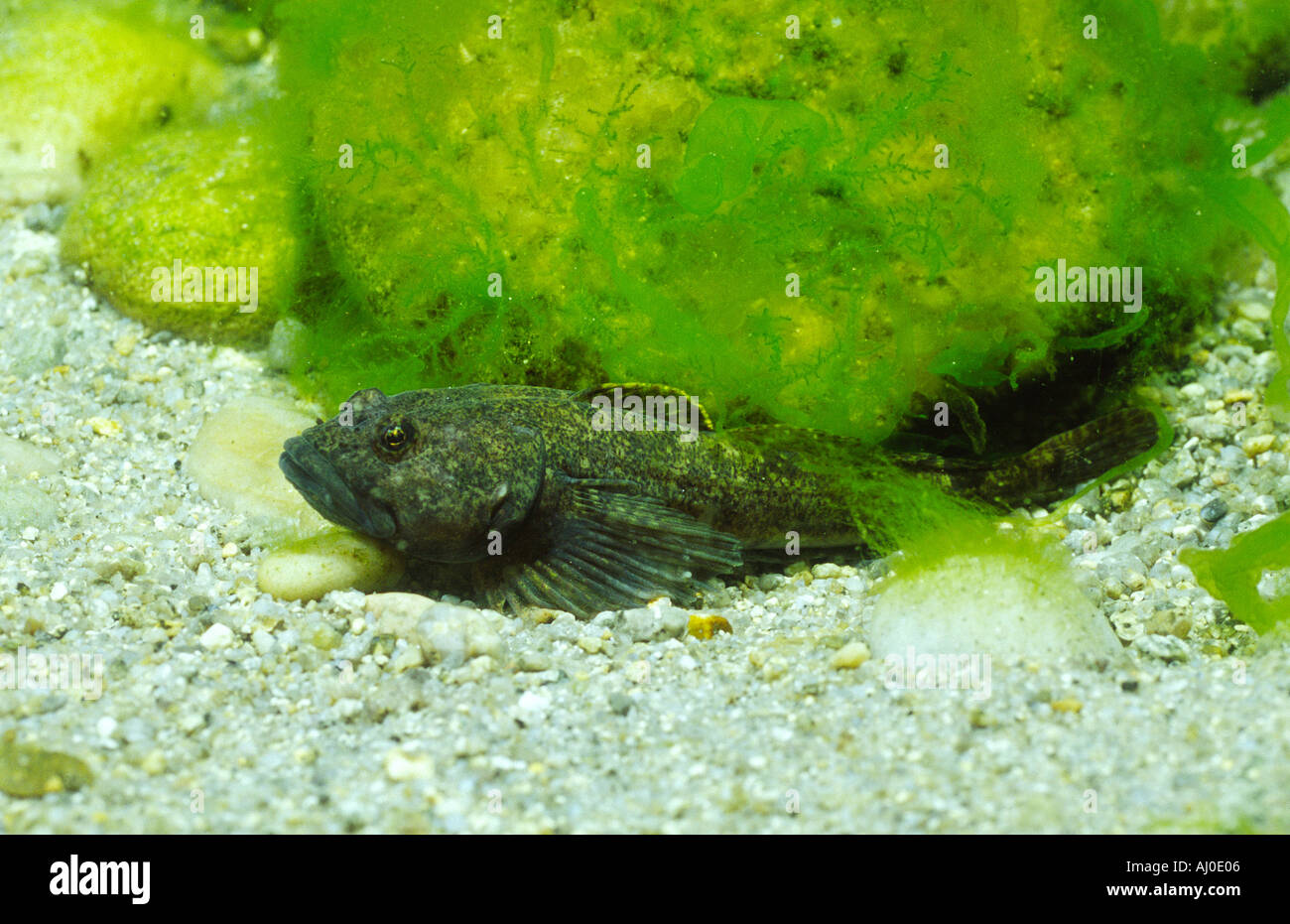 Bull head hi-res stock photography and images - Alamy