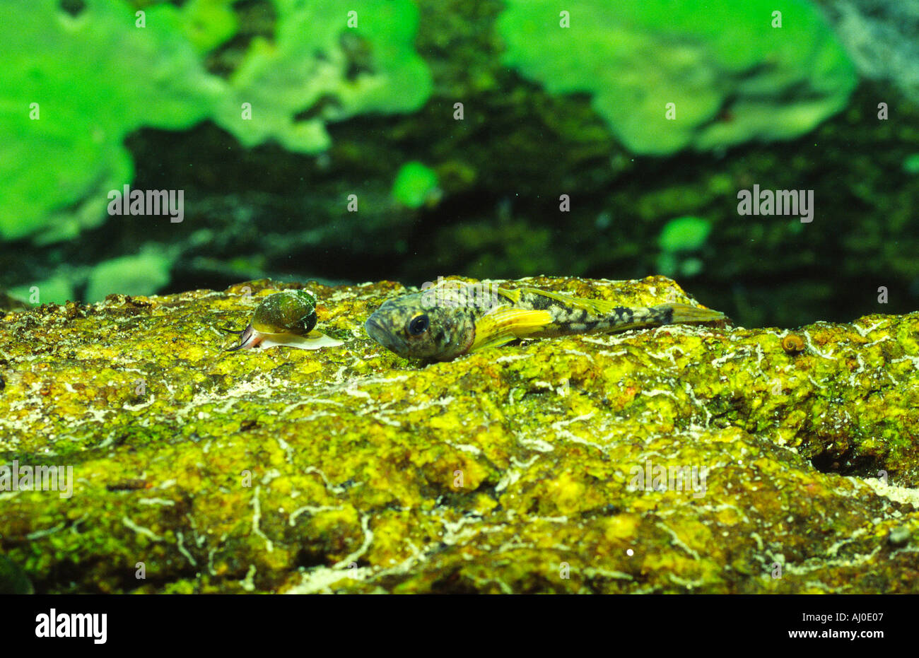Bull-head in the wild Stock Photo - Alamy