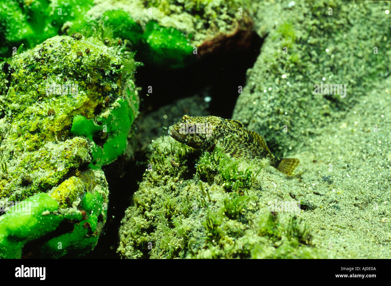 Bull head hi-res stock photography and images - Alamy