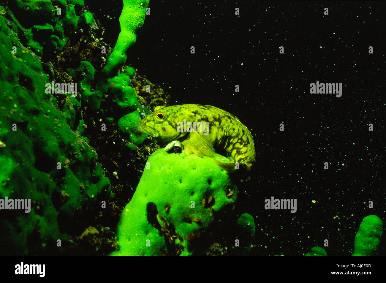 Bull-head in the wild Stock Photo - Alamy