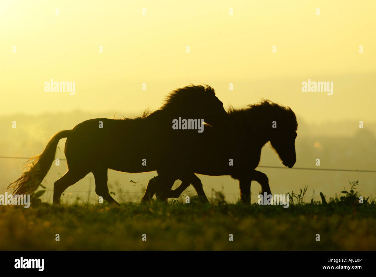 Icelandic Horse Islandpferd Islandpony Stock Photo - Alamy