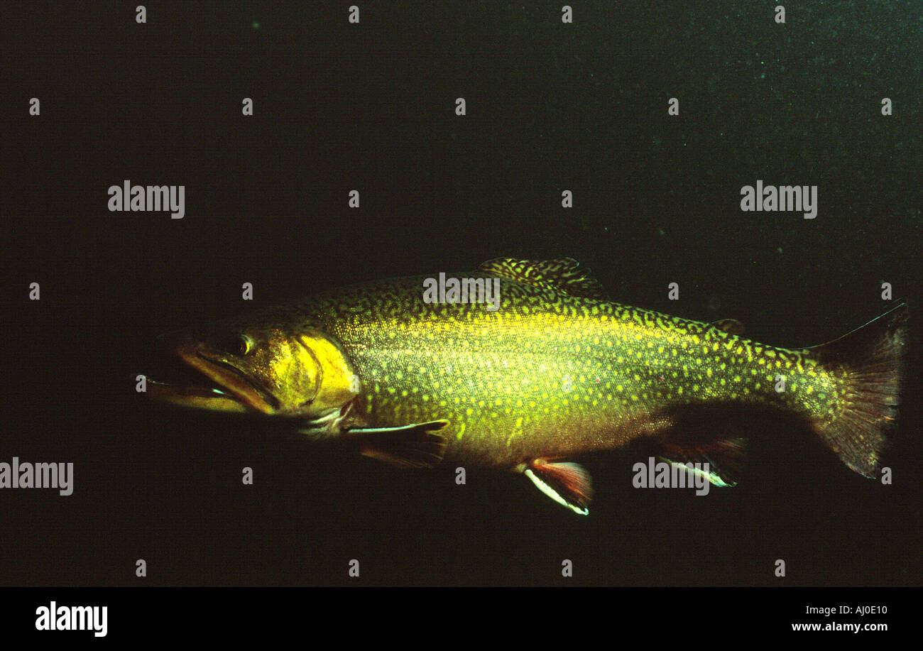 Brook trout in the wild Stock Photo - Alamy