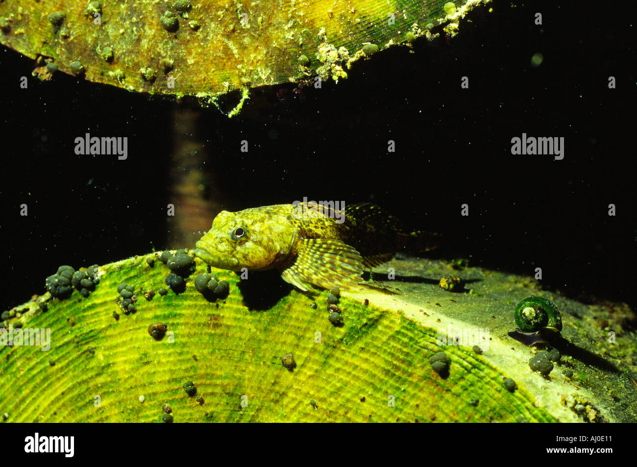Bull-head in the wild Stock Photo - Alamy