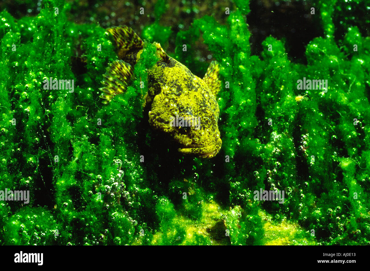 Bull head hi-res stock photography and images - Alamy