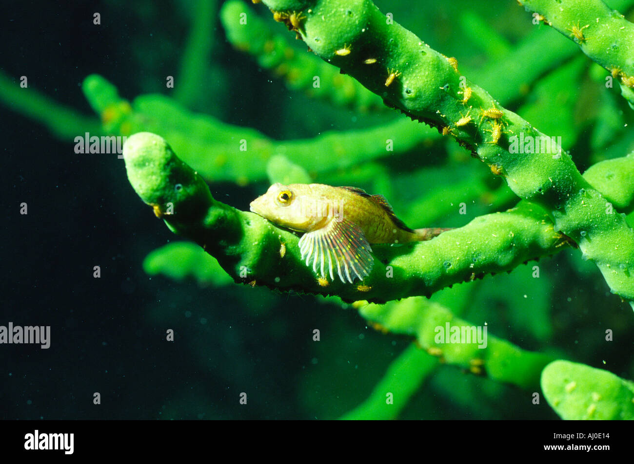 bull-head in the wild Stock Photo - Alamy