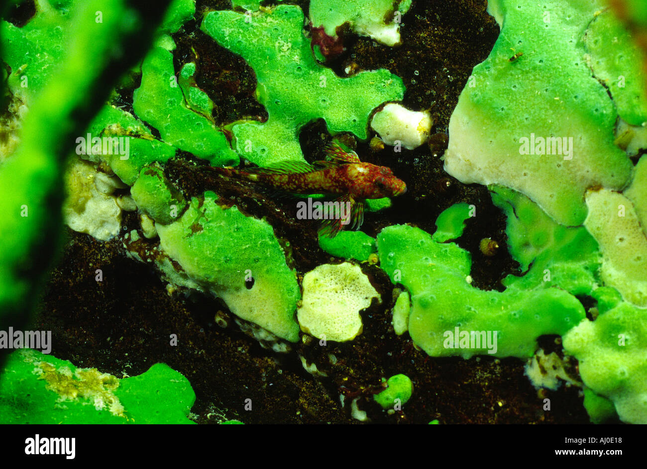 Bullhead millers thumb fish cottus hi-res stock photography and images ...