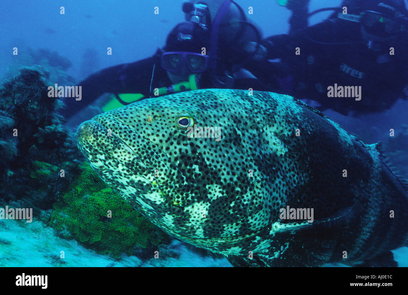 Epinephelus malabaricus malabar hi-res stock photography and images - Alamy