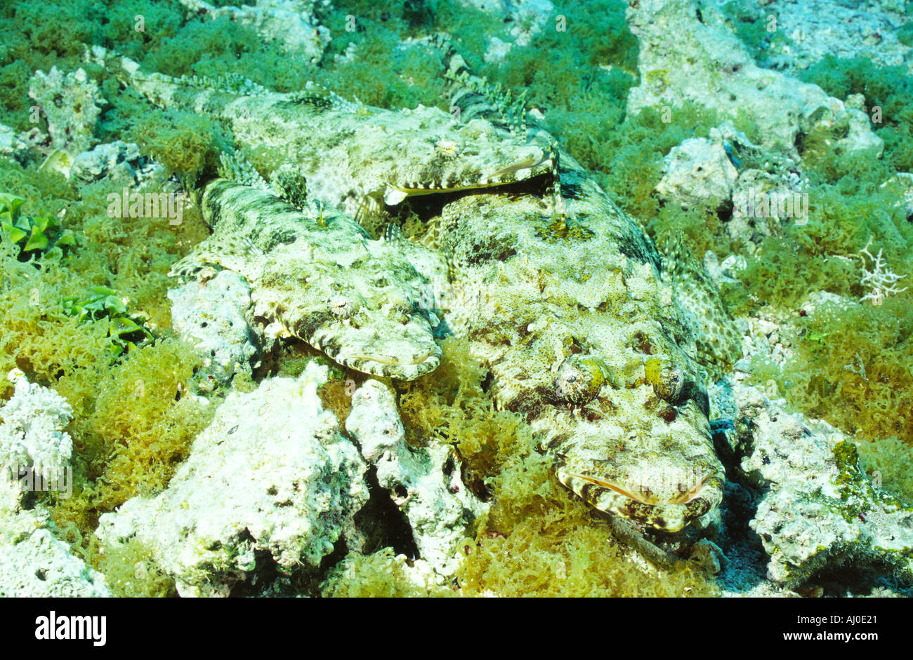 Crocodile fish in the wild Stock Photo - Alamy