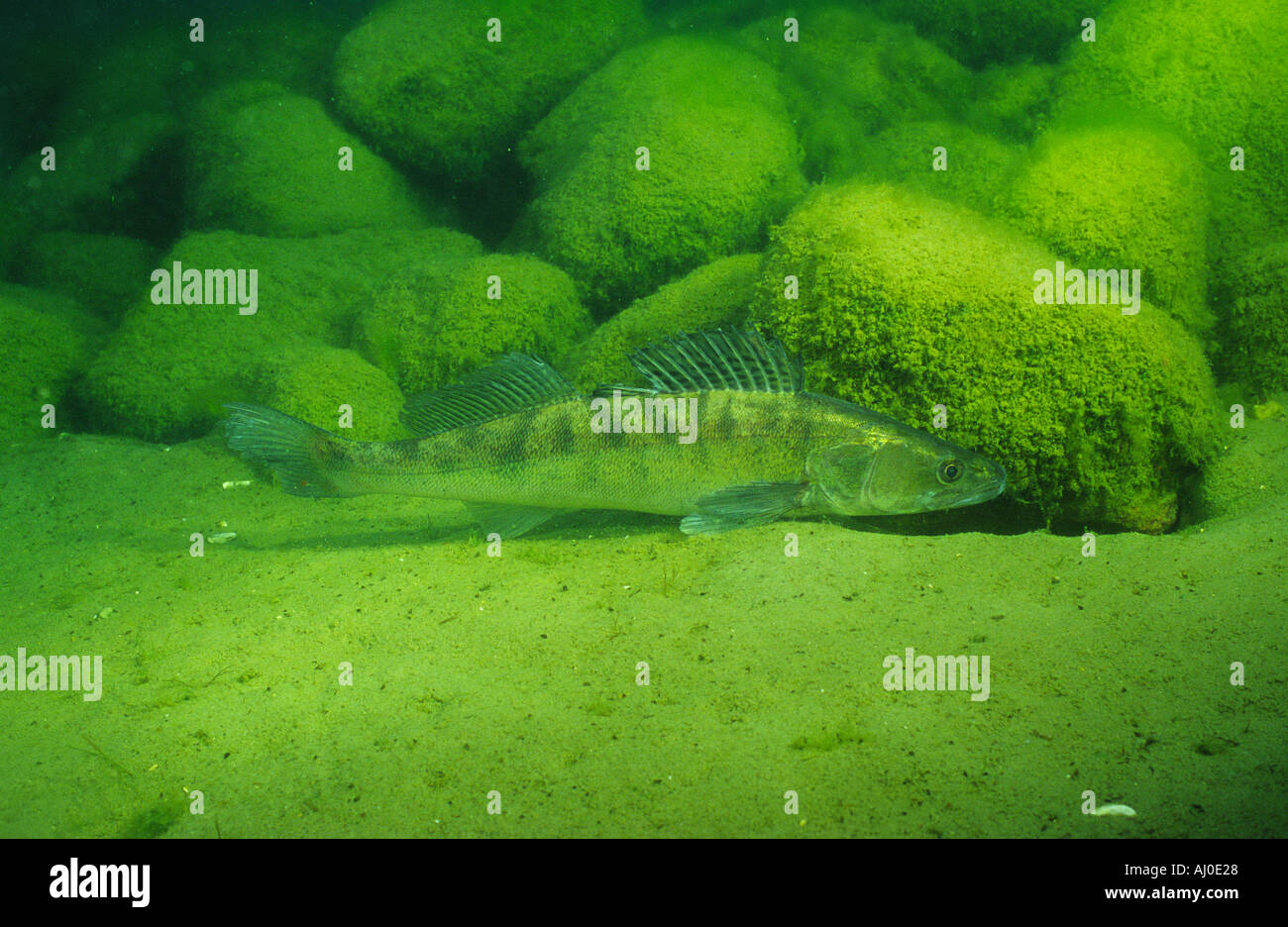 Zander hi-res stock photography and images - Alamy