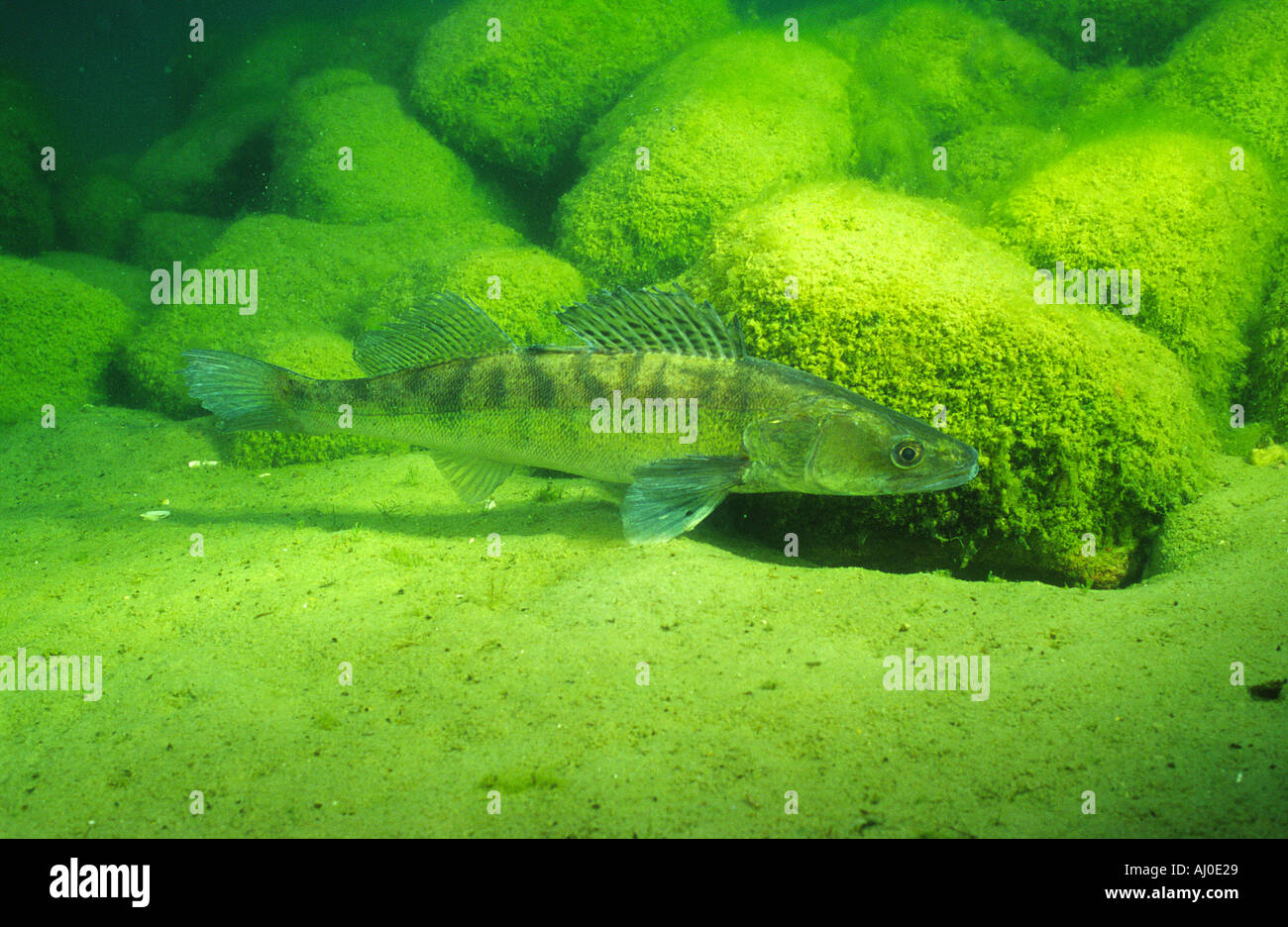 Zander in the wild Stock Photo - Alamy