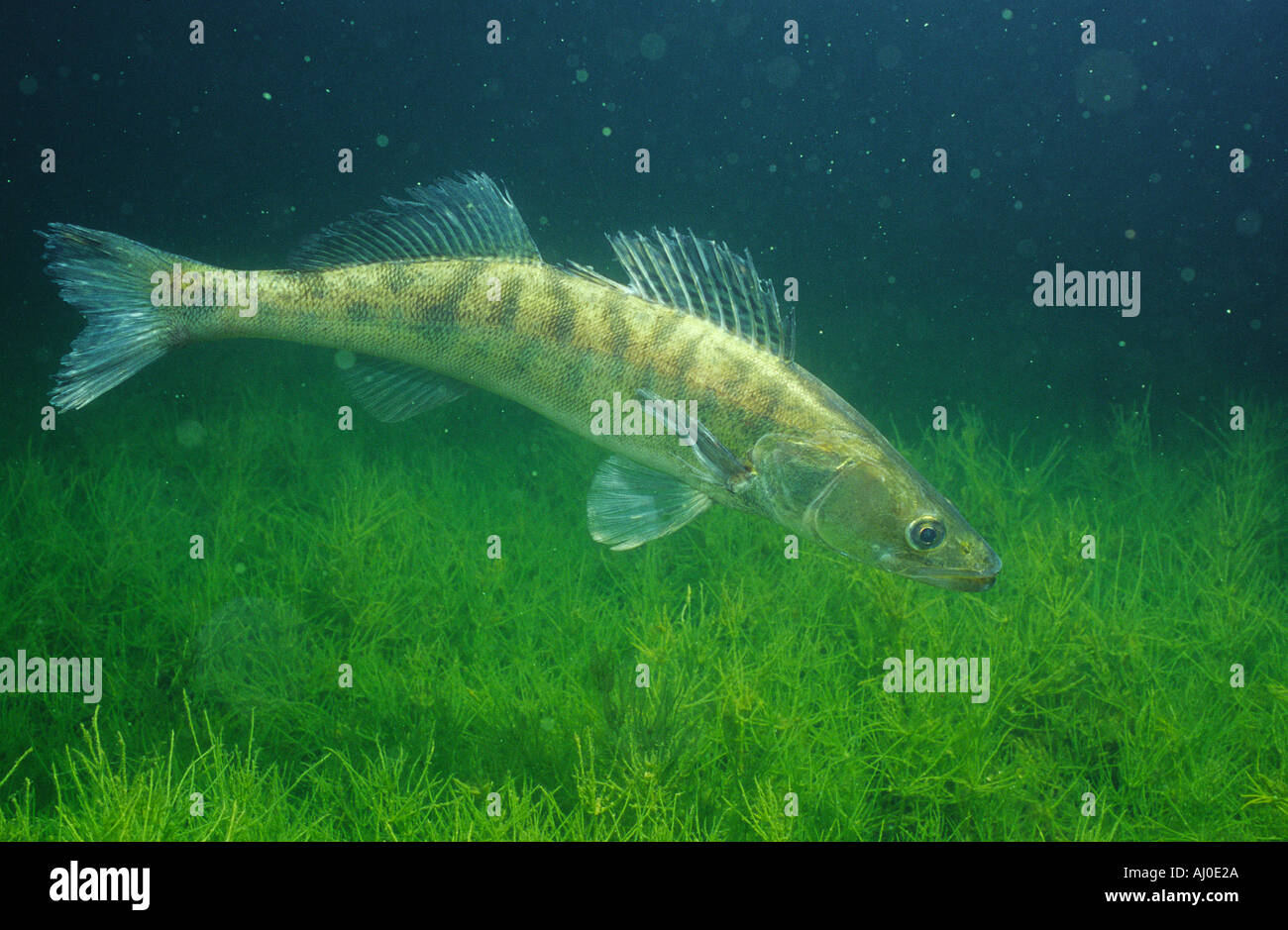 Zander hi-res stock photography and images - Alamy