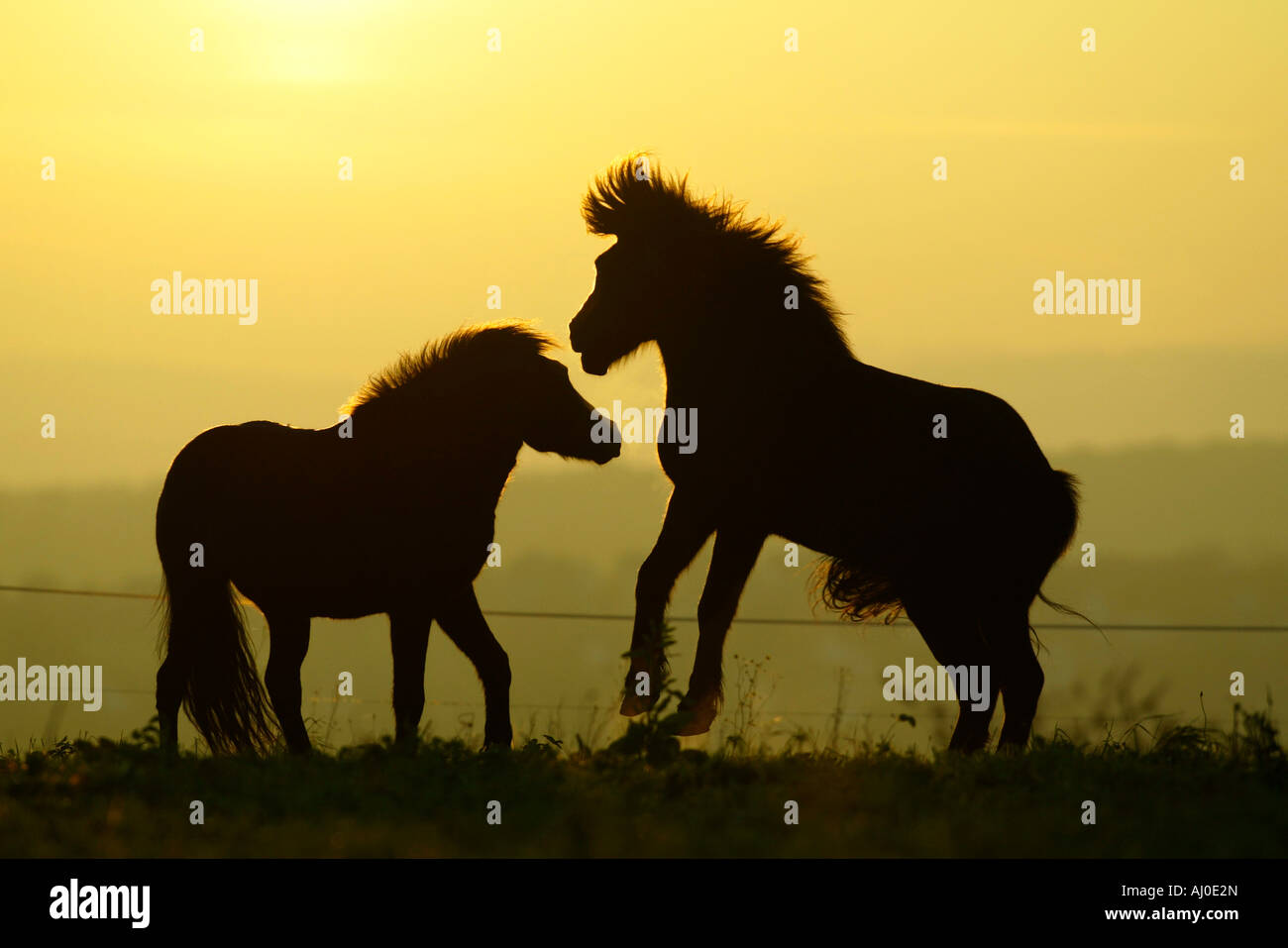 Icelandic Horse Islandpferd Islandpony Stock Photo - Alamy