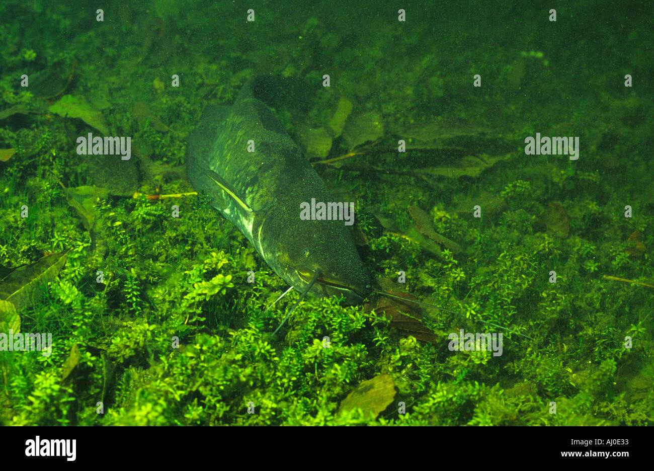 Catfish under water in lake hi-res stock photography and images - Alamy