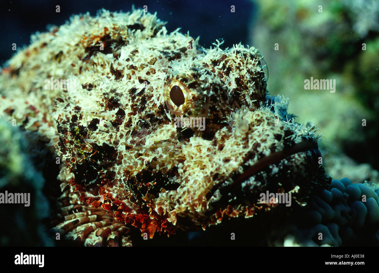 Scorpionfish in the wild Stock Photo - Alamy