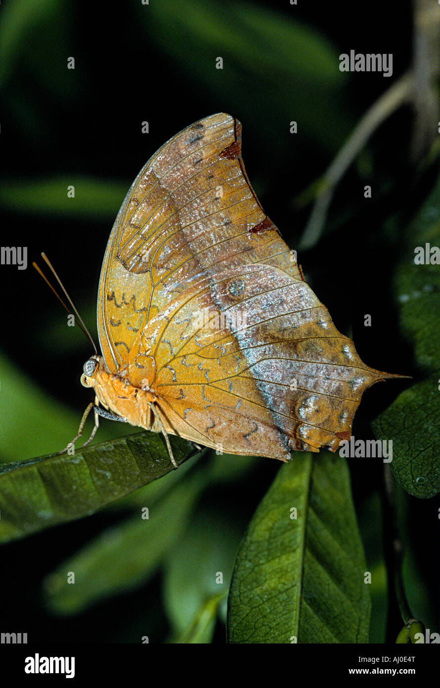 AFRICA KENYA MALINDI BUTTERFLY Stock Photo - Alamy