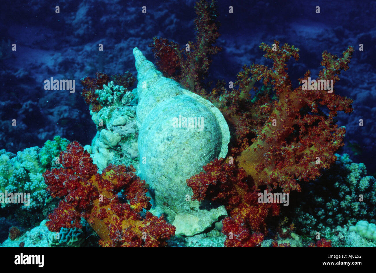 Red triton hi-res stock photography and images - Alamy