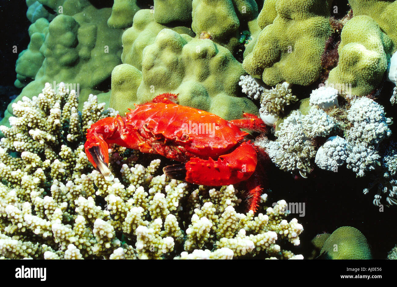 Charybdis crab hi-res stock photography and images - Alamy