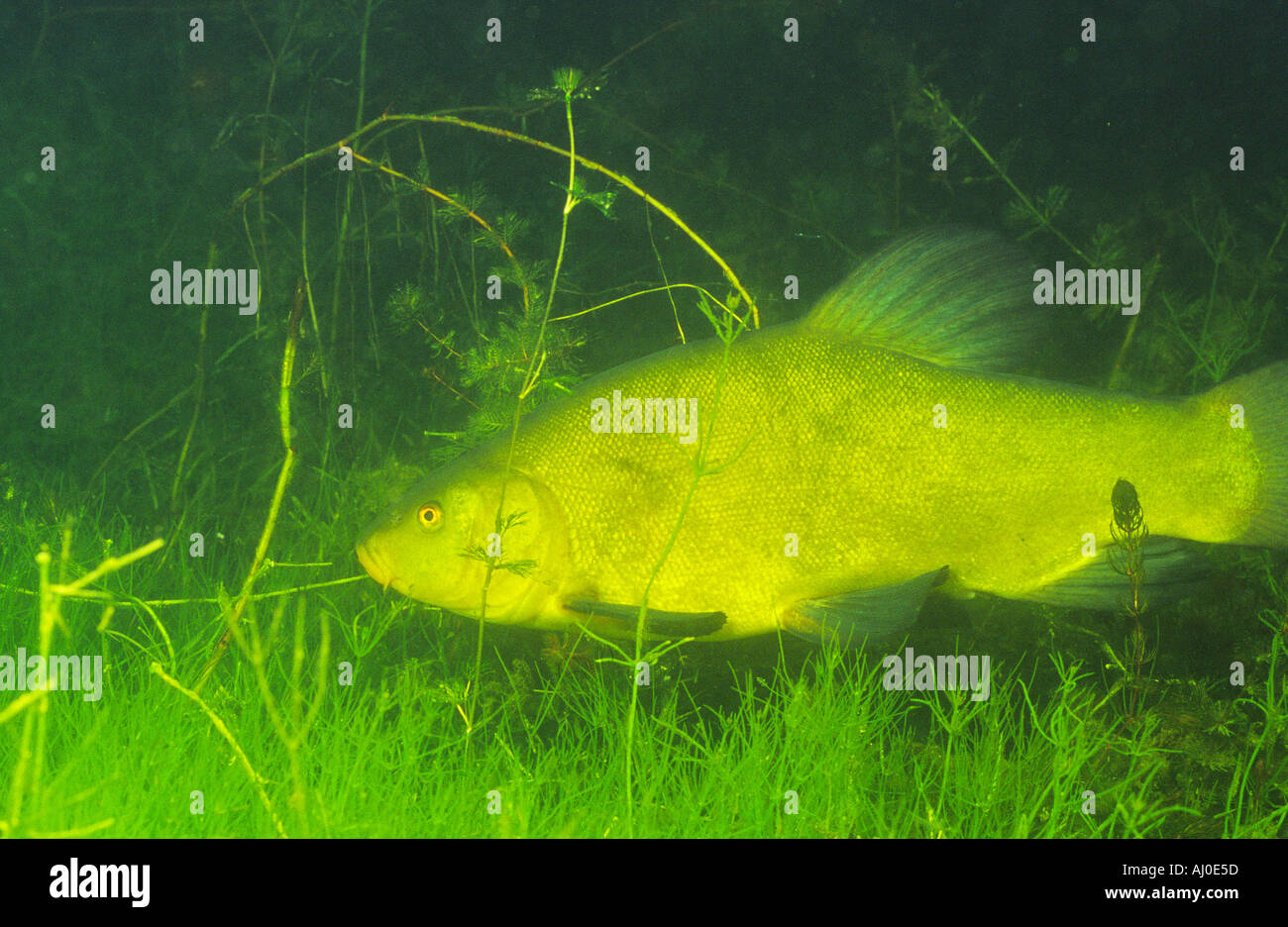 Fish tench hi-res stock photography and images - Alamy