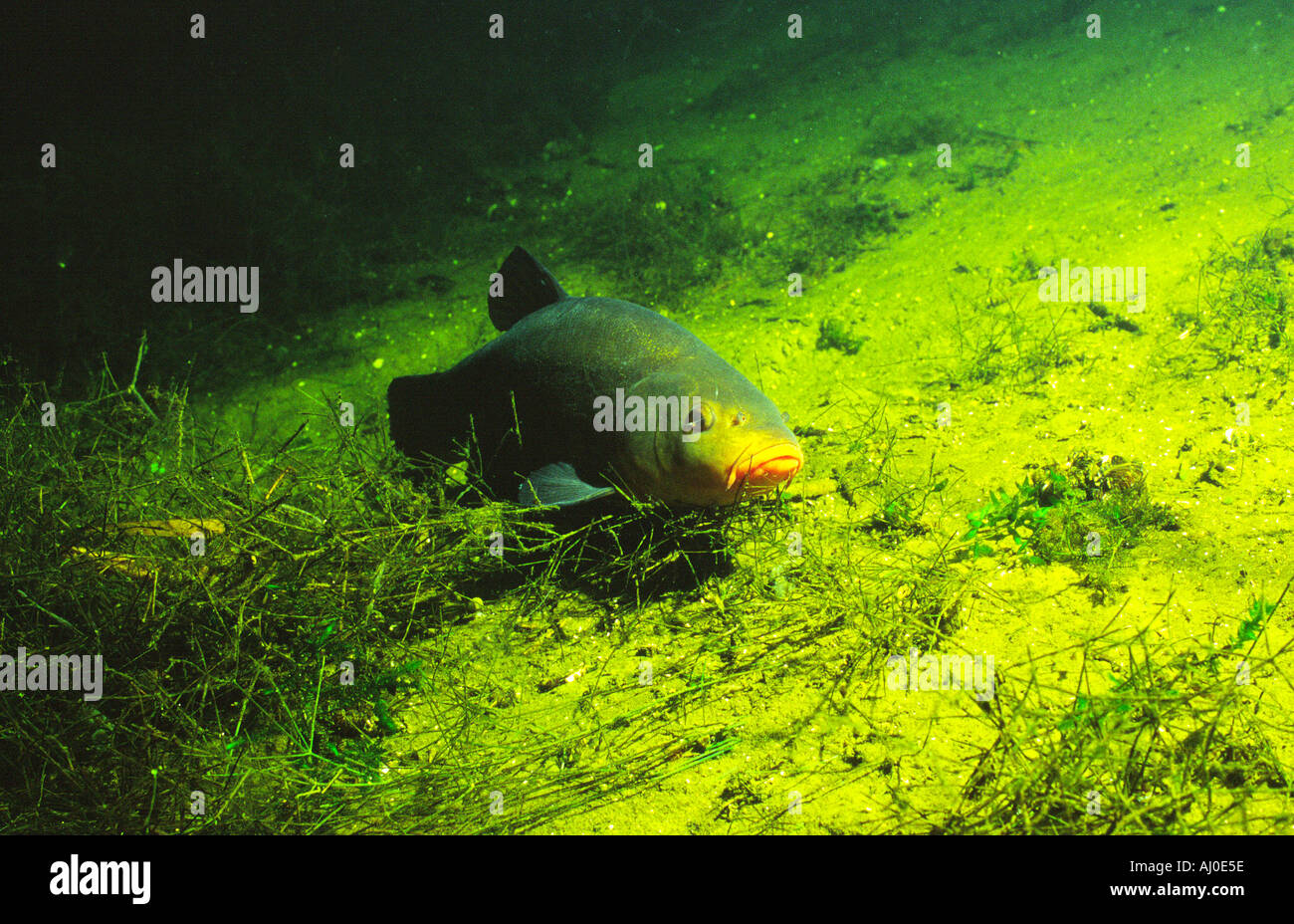 Fish tench hi-res stock photography and images - Alamy