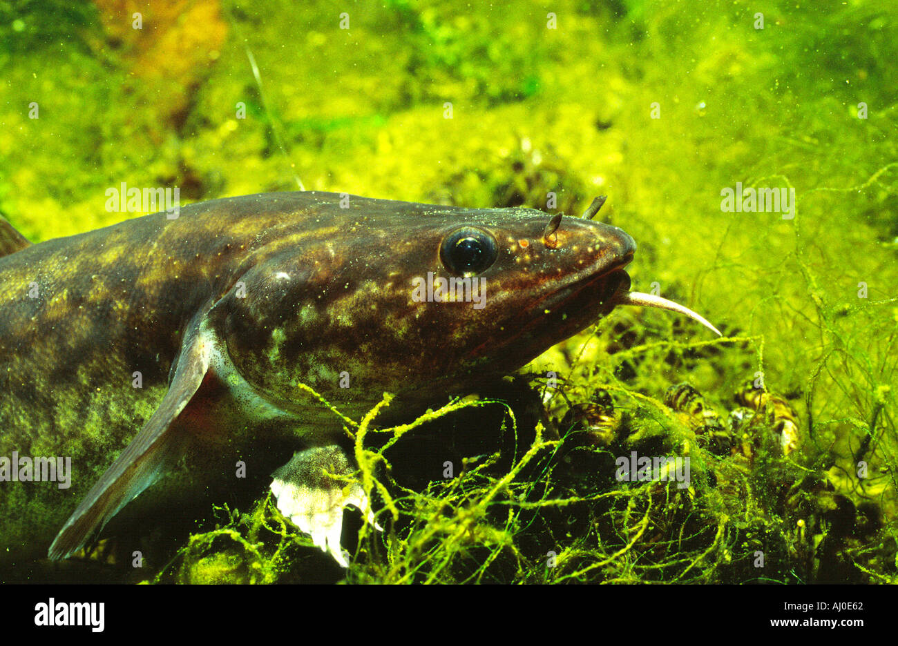 Burbot underwater hi-res stock photography and images - Alamy