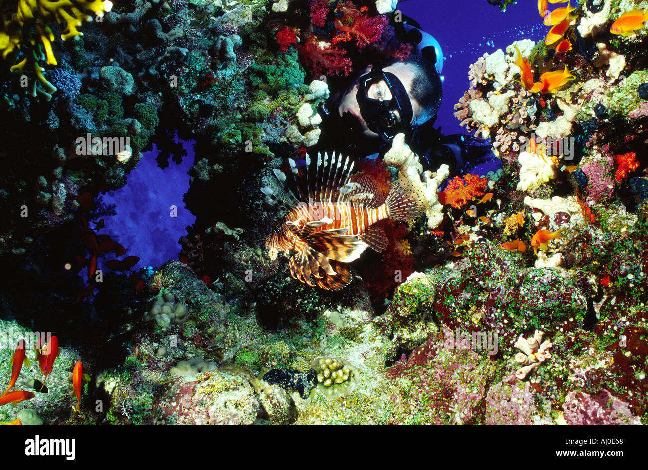Scuba diver diving in the Egypt Red Sea Stock Photo - Alamy