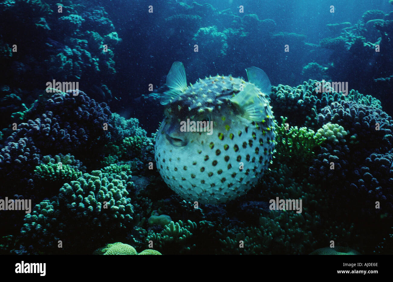 Spotted burrfish swiming in the wild Stock Photo - Alamy