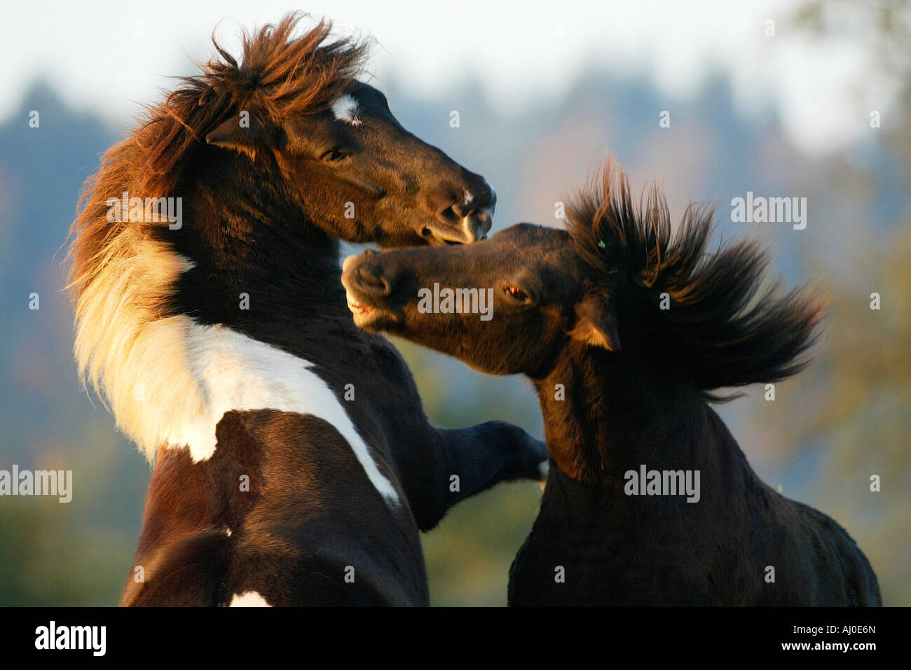 Icelandic Horse Islandpferd Islandpony Stock Photo - Alamy