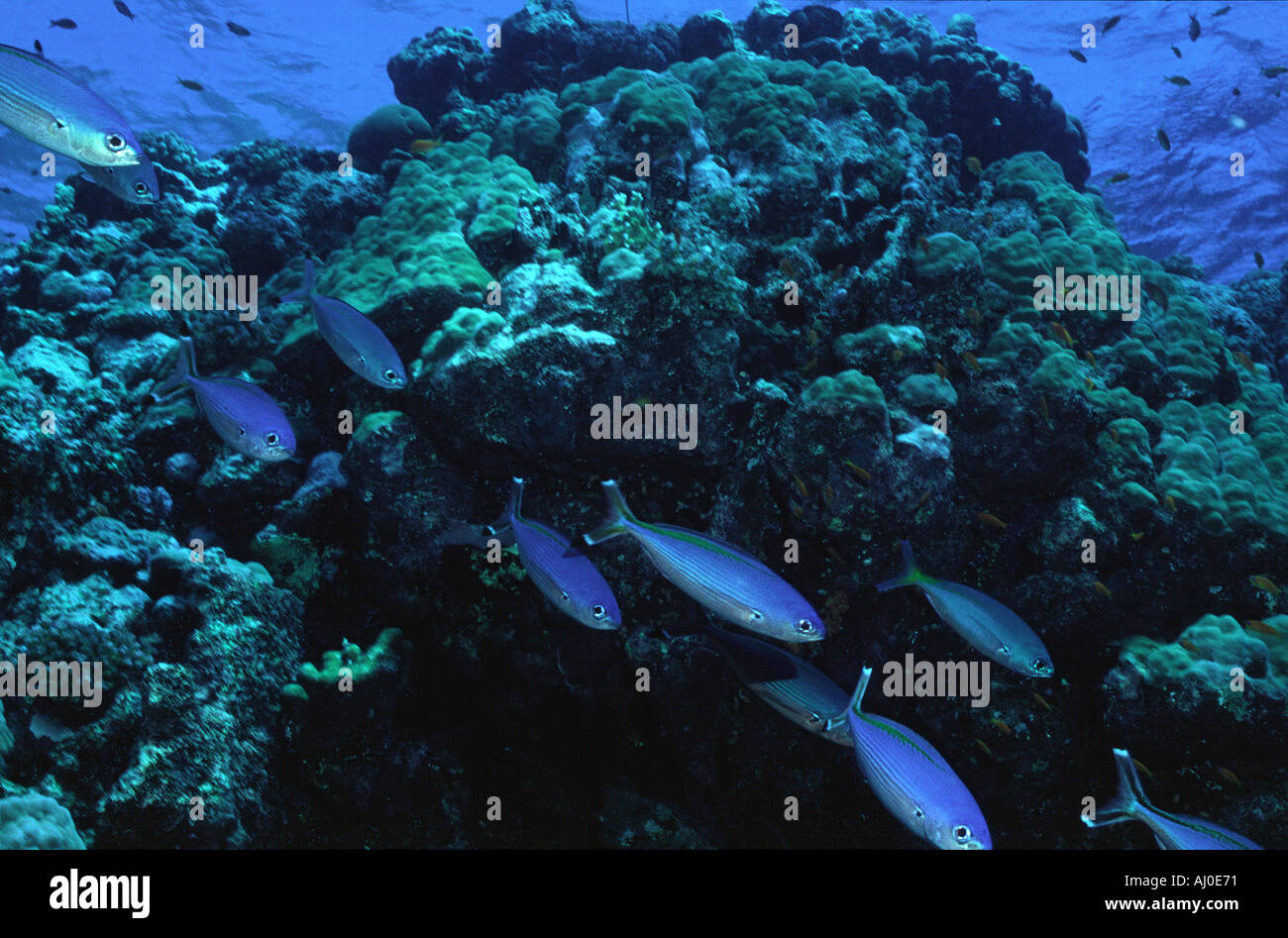 Neon fish in the wild Stock Photo - Alamy