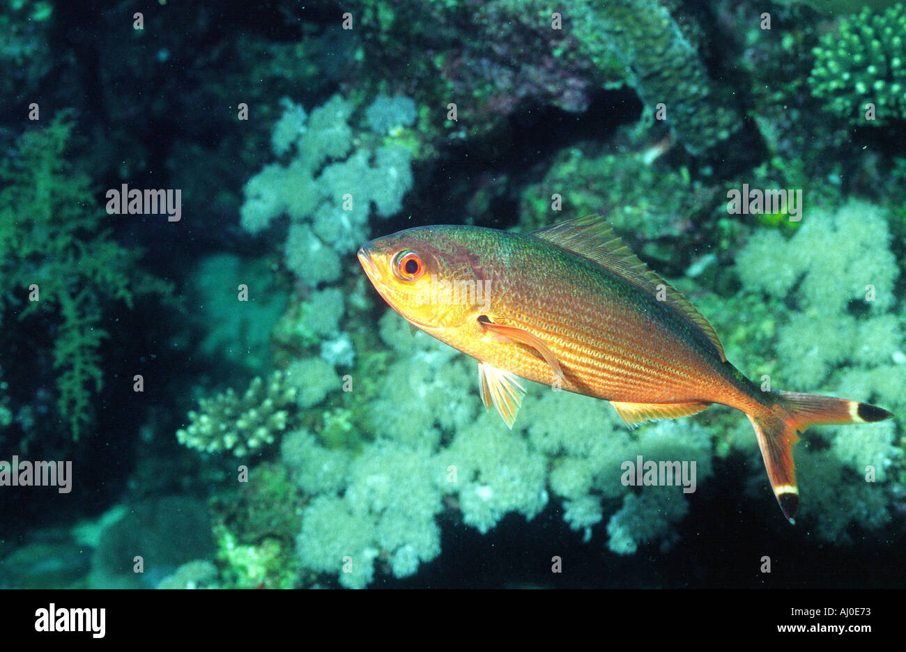 Neon fish in the wild Stock Photo - Alamy