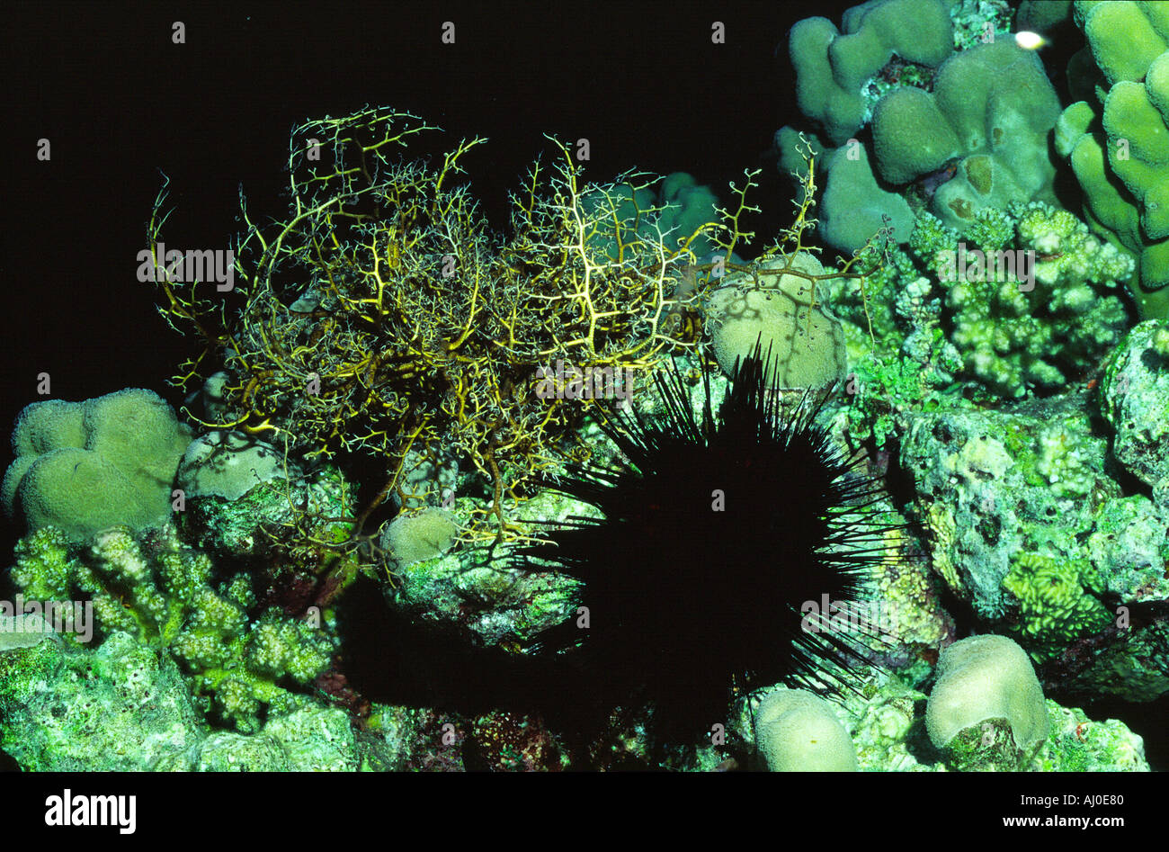 Astroboa granulatus hi-res stock photography and images - Alamy