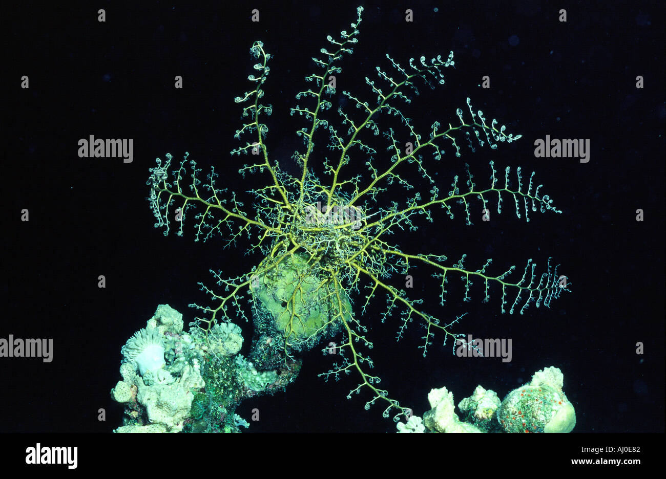 gorgoniocephlus in the wild Stock Photo - Alamy