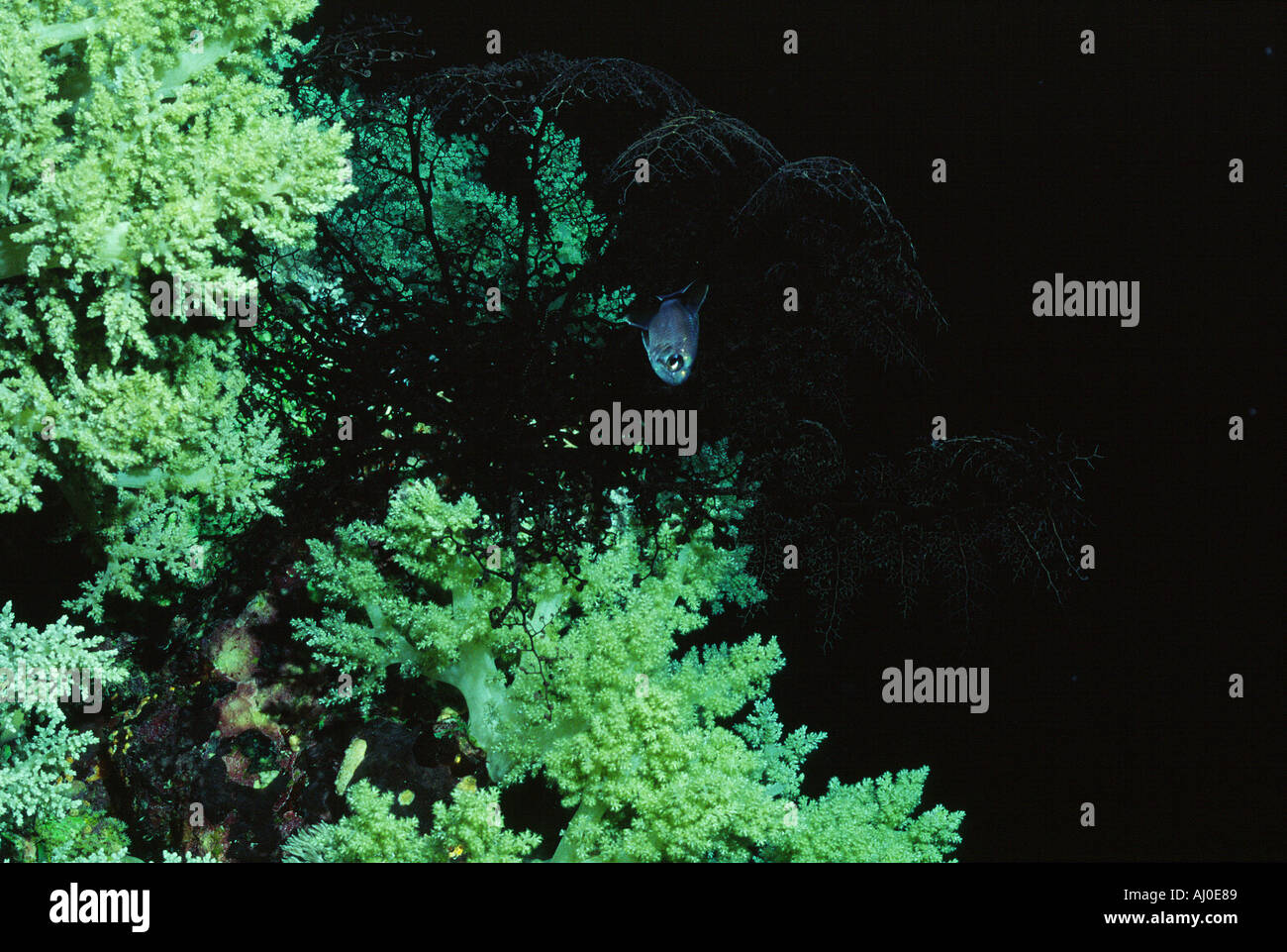 Gorgoniocephlus in the wild Stock Photo - Alamy