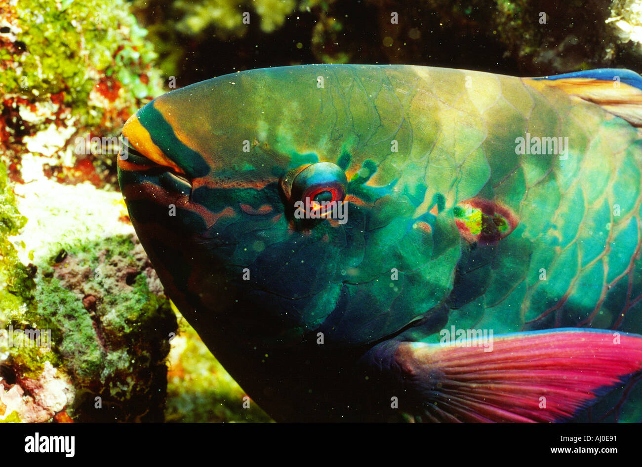 Prrotfish in the wild Stock Photo - Alamy