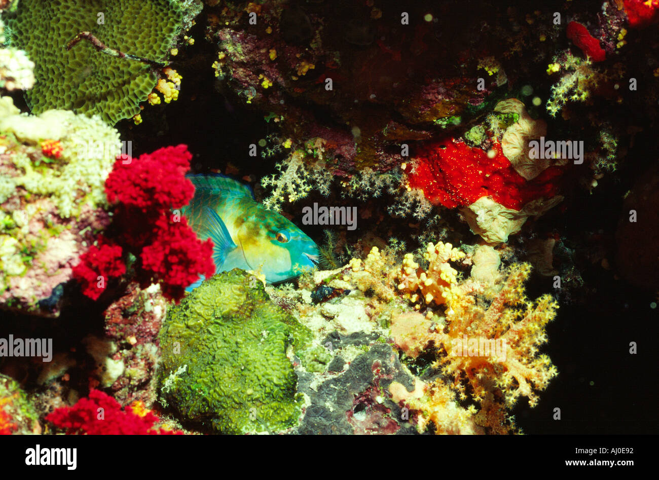 Parrot fish in the wild Stock Photo - Alamy