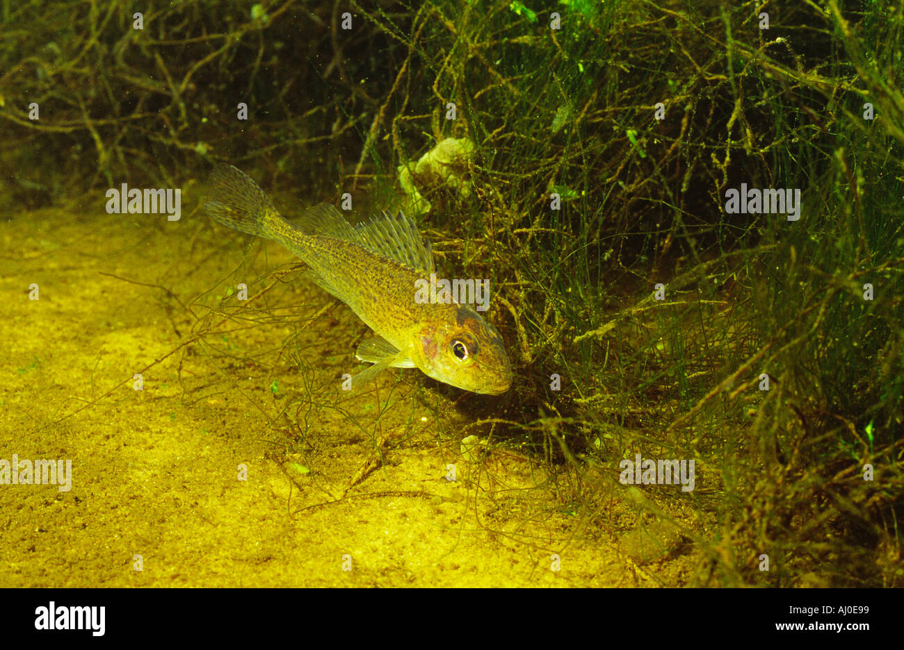 Ruffe gymnocephalus cernuus hi-res stock photography and images - Alamy