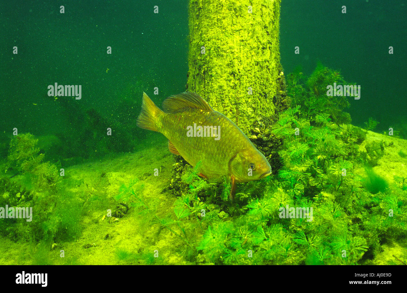 Crucian carp swimming carassius hi-res stock photography and images - Alamy