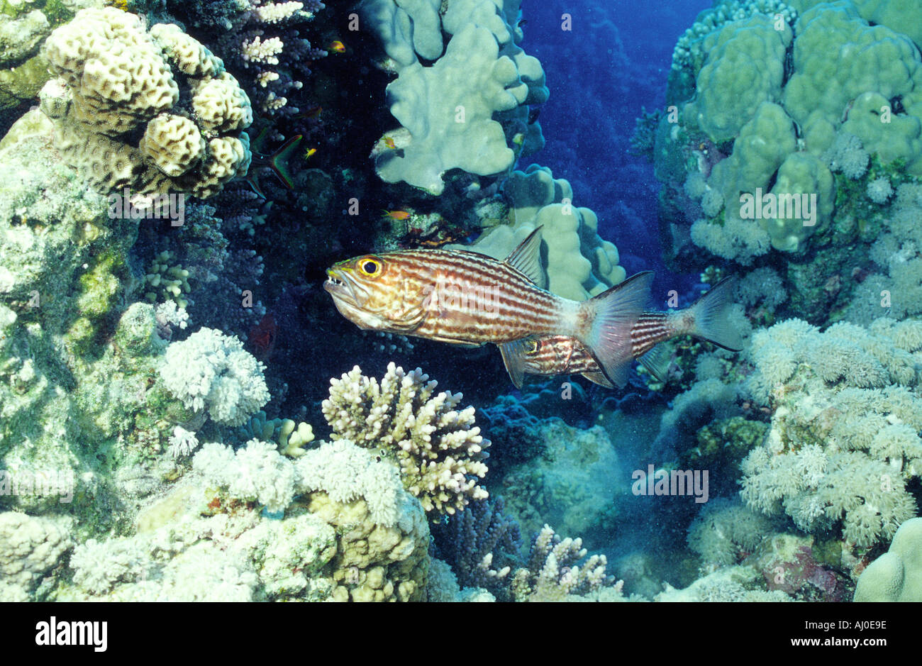 Yellowstripe snapper under the water Stock Photo - Alamy