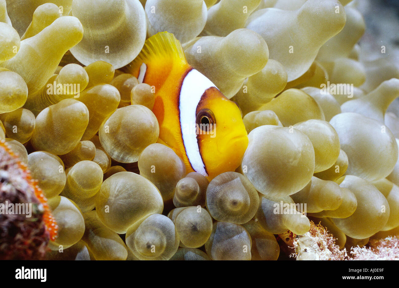Clownfish in the wild Stock Photo - Alamy