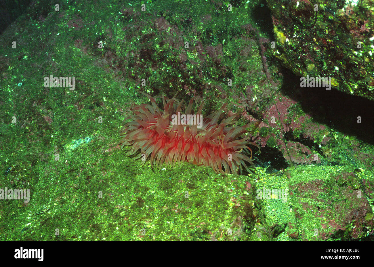 Anemone swimming under water Stock Photo - Alamy