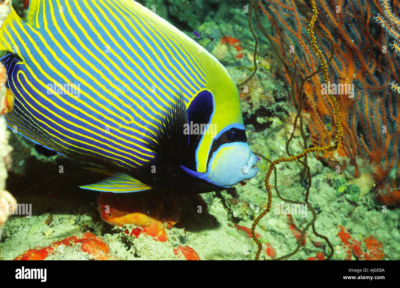 Emperor angelfish swimming under water Stock Photo - Alamy