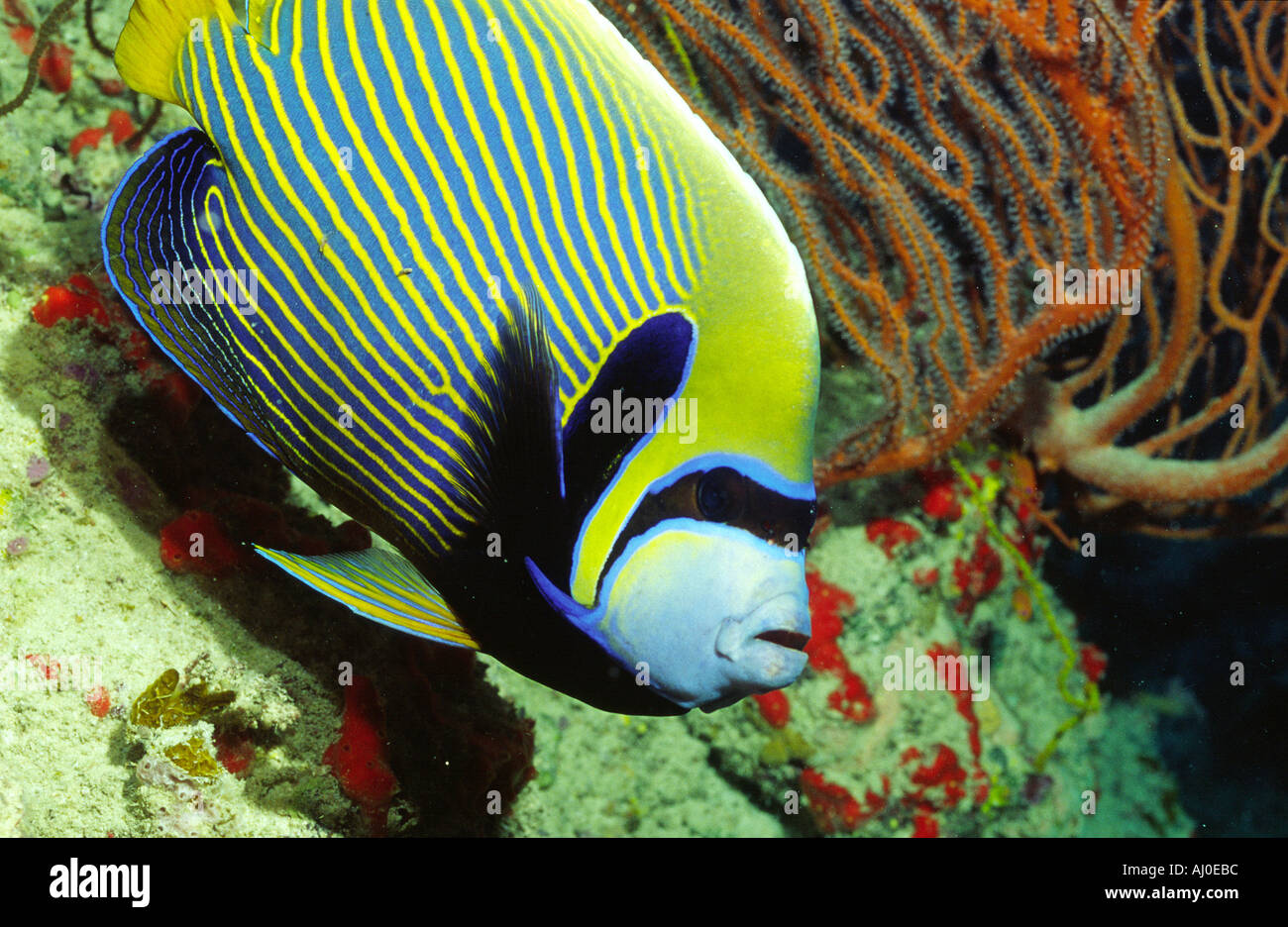 Red emperor fish hi-res stock photography and images - Alamy