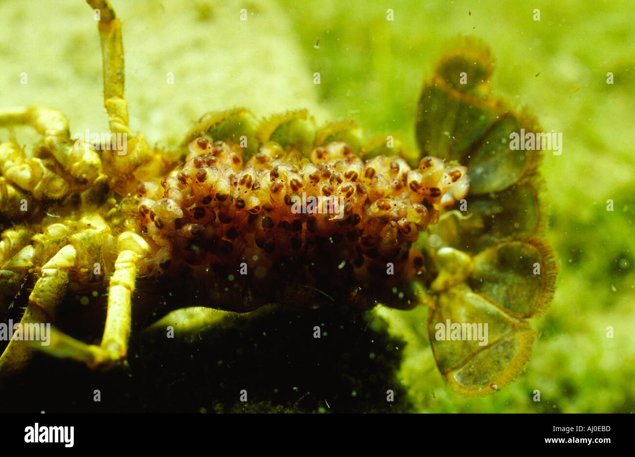 Crawfish in the wild Stock Photo - Alamy