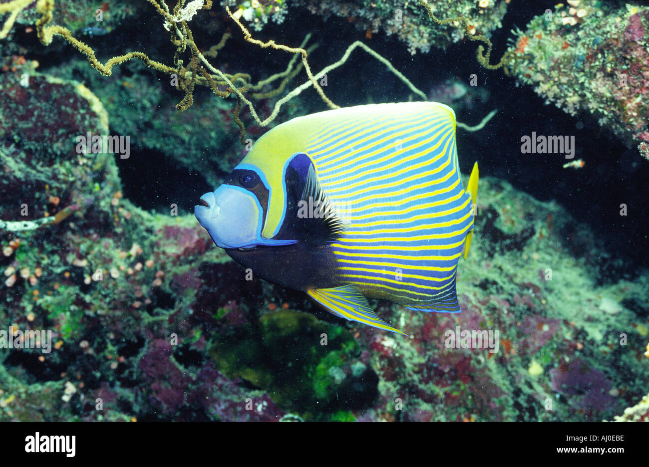 Emperor angelfish swimming under water Stock Photo - Alamy