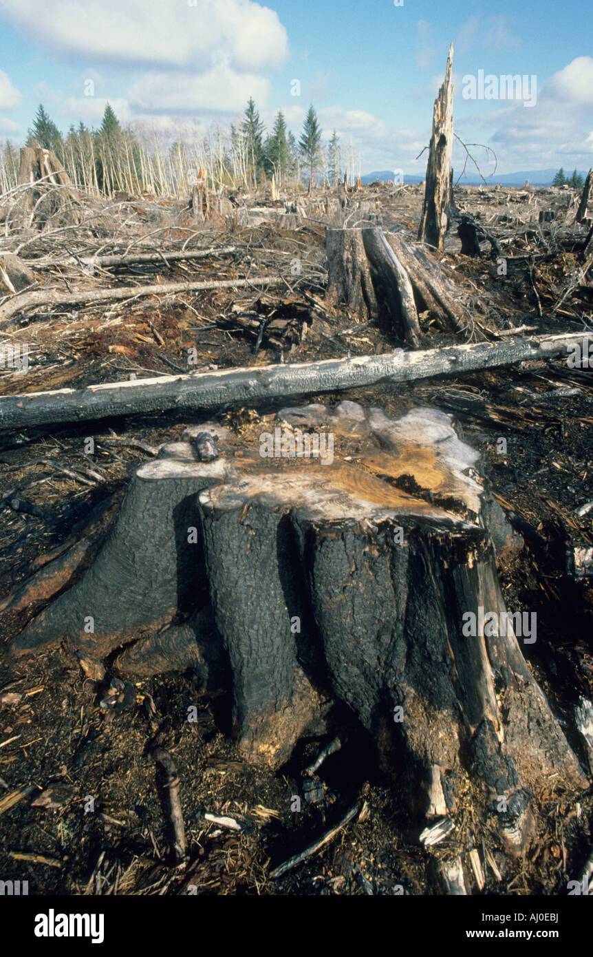 Quileute Indian Reservation, clearcut logging, Olympic Peninsula ...