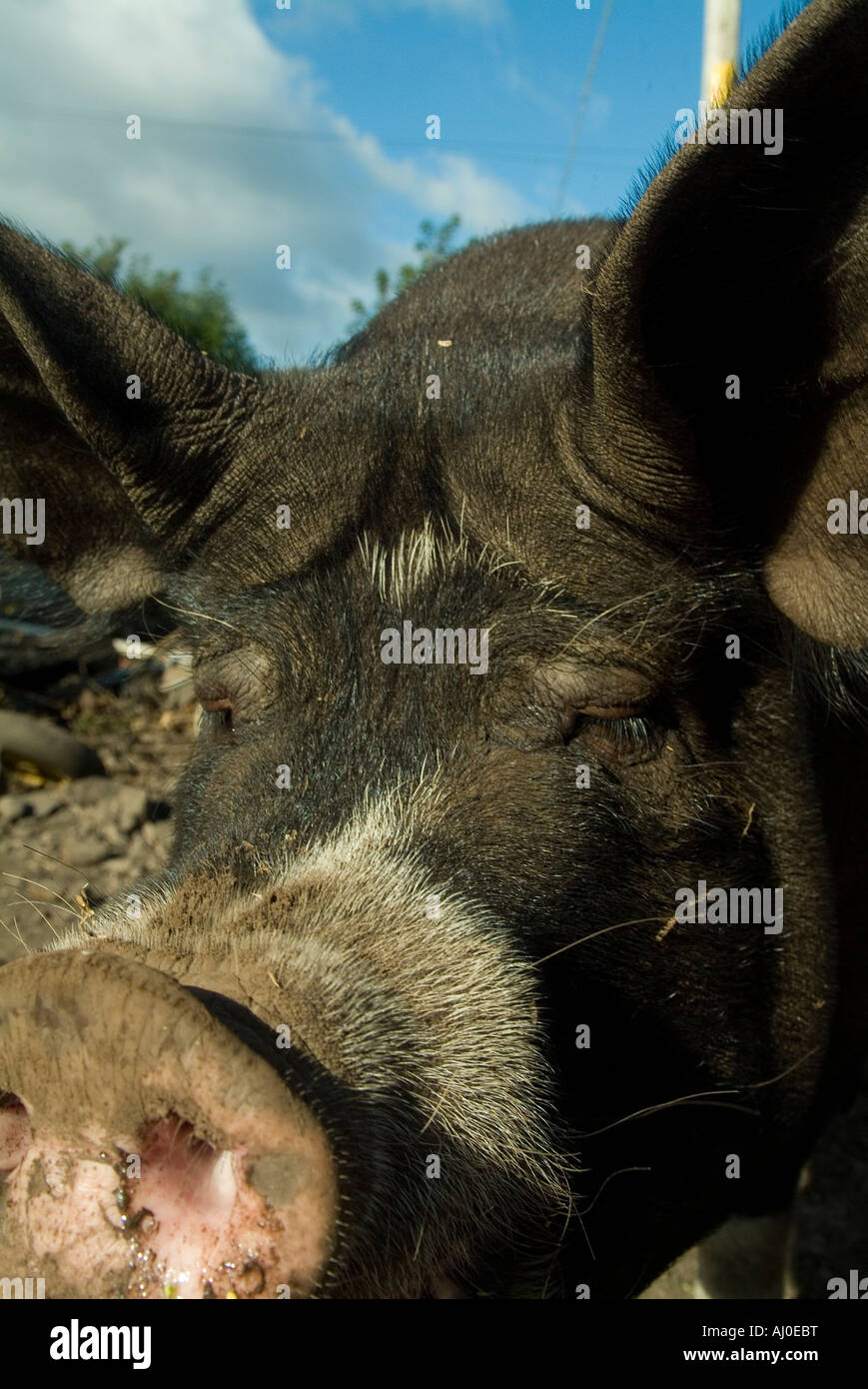 Pig head shot hi-res stock photography and images - Alamy