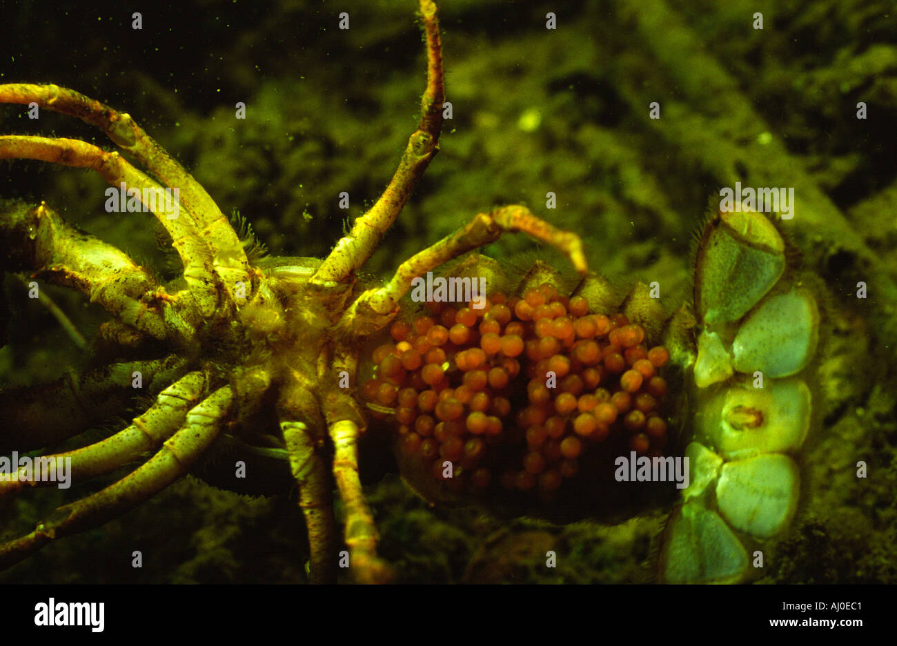 Crawfish in the wild Stock Photo - Alamy